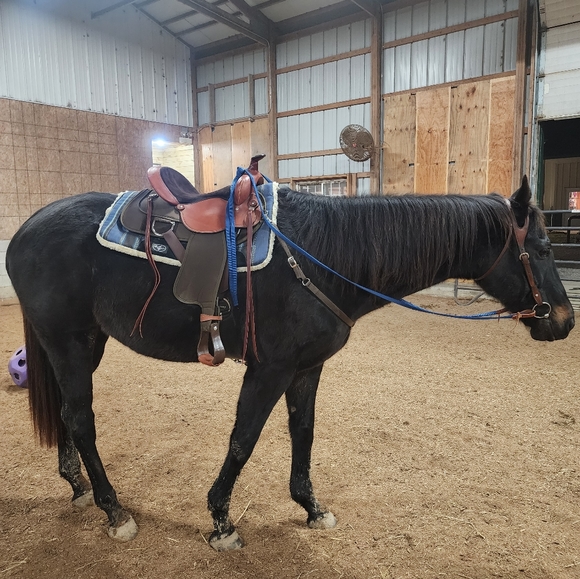 Fabtron | Other | Tack Set Fabtron Lady Trail Western Saddle 55 Fqhb Like New | Poshmark